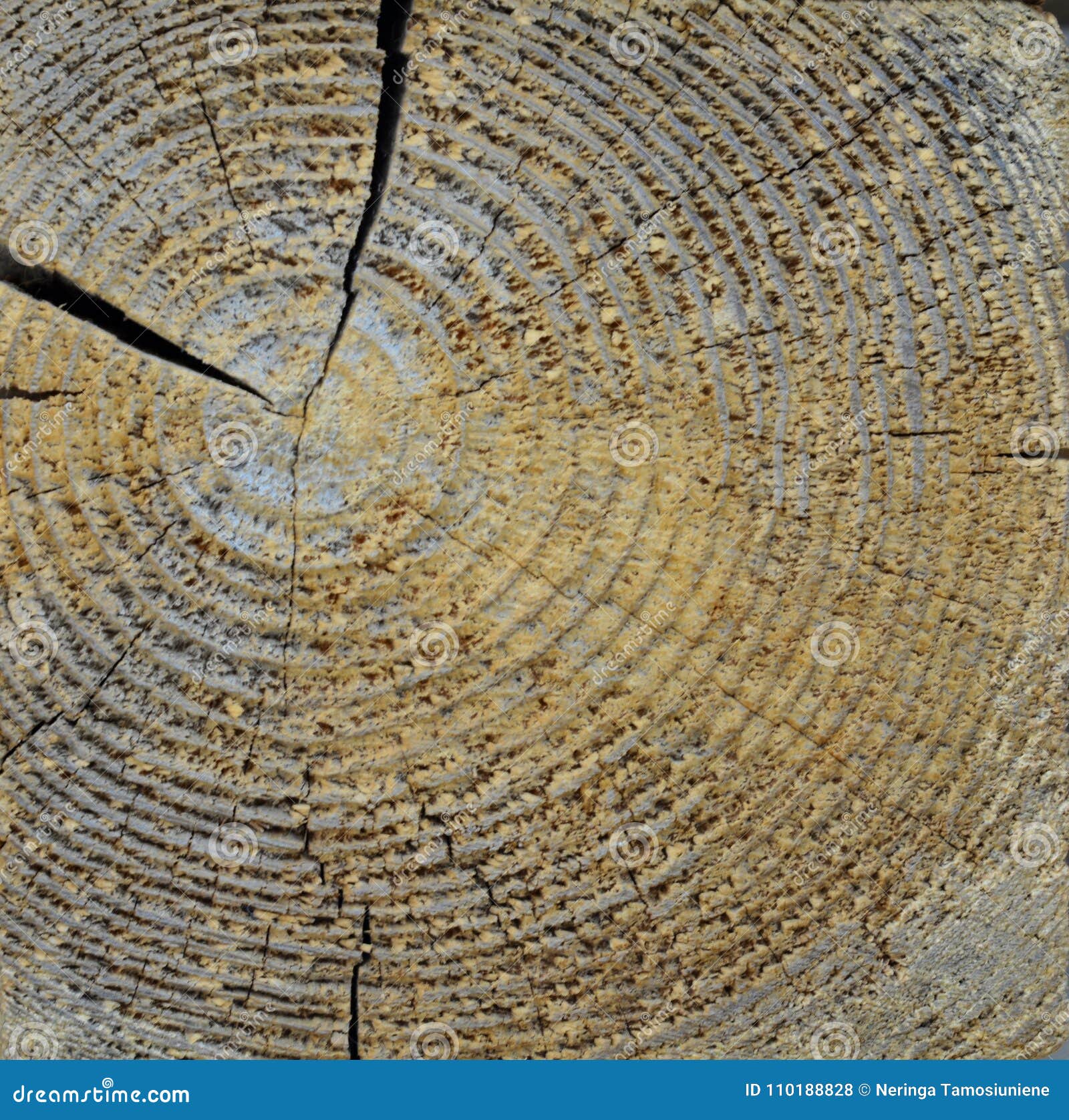 Wood cut texture stock photo. Image of circular, object - 110188828