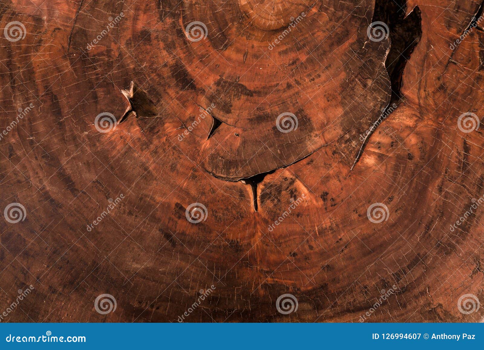 Wood Texture Cut Tree Trunk Stock Image - Image of ring, lumber: 126994607
