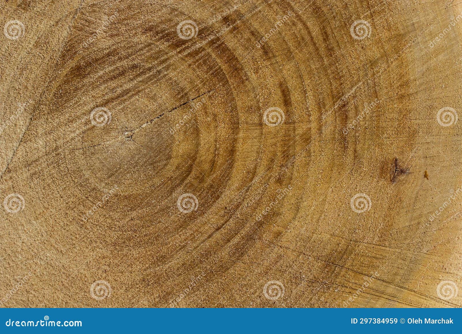 Wood Texture of Cut Tree Trunk, Close-up Stock Image - Image of organic ...