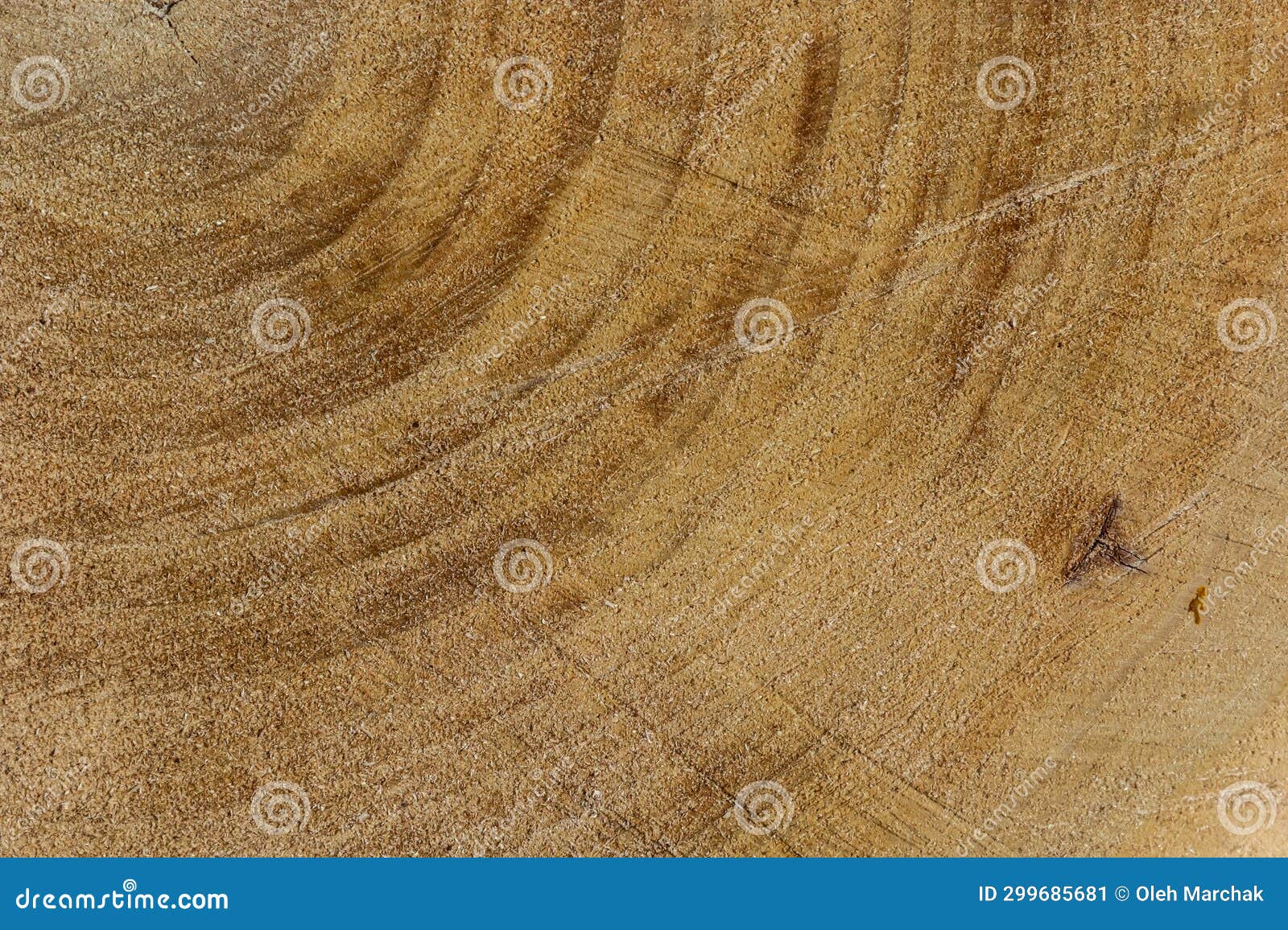 Wood Texture of Cut Tree Trunk, Close-up Stock Image - Image of ...