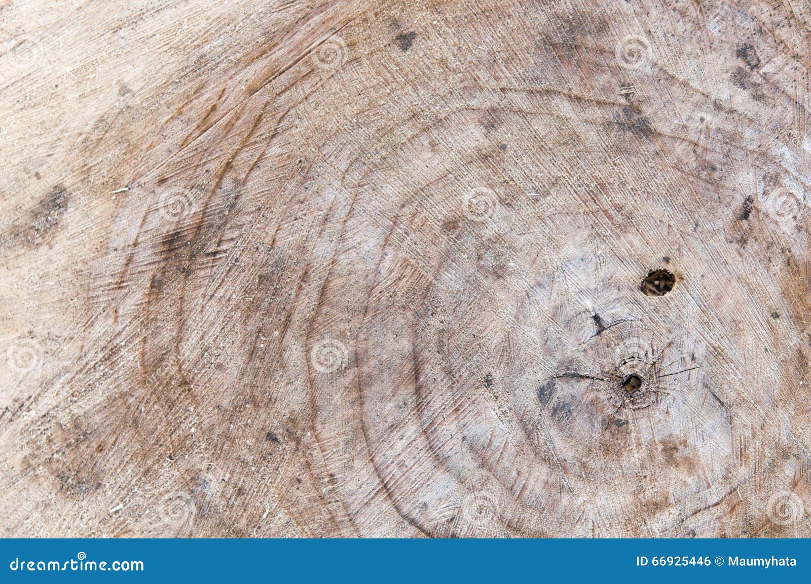 Wood texture of cut tree stock photo. Image of table - 66925446