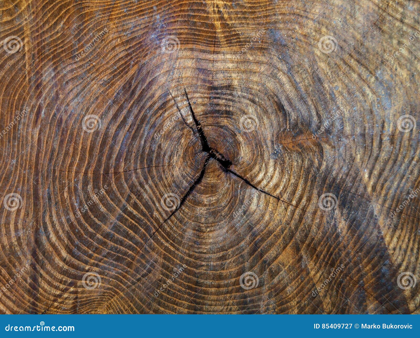 Wood Texture of Cut Tree Trunk, Close-up Center Stock Image - Image of ...