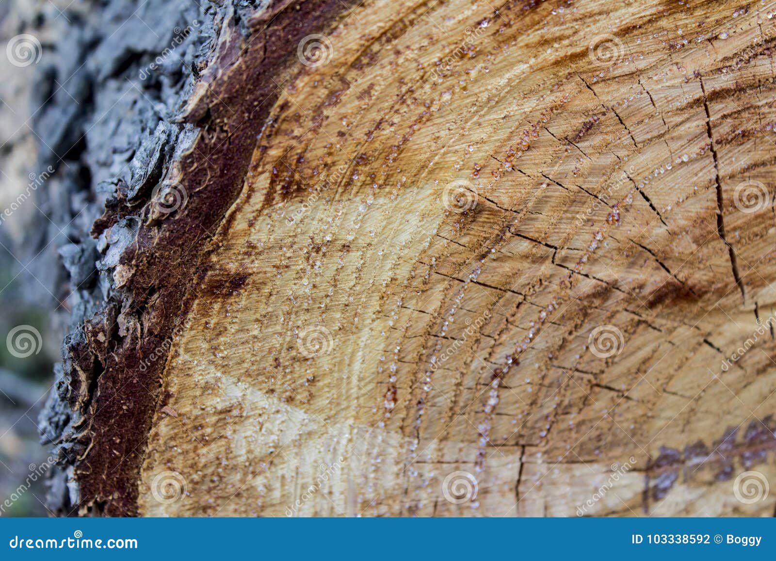 Wood Texture of Cut Tree Trunk Stock Photo - Image of background ...