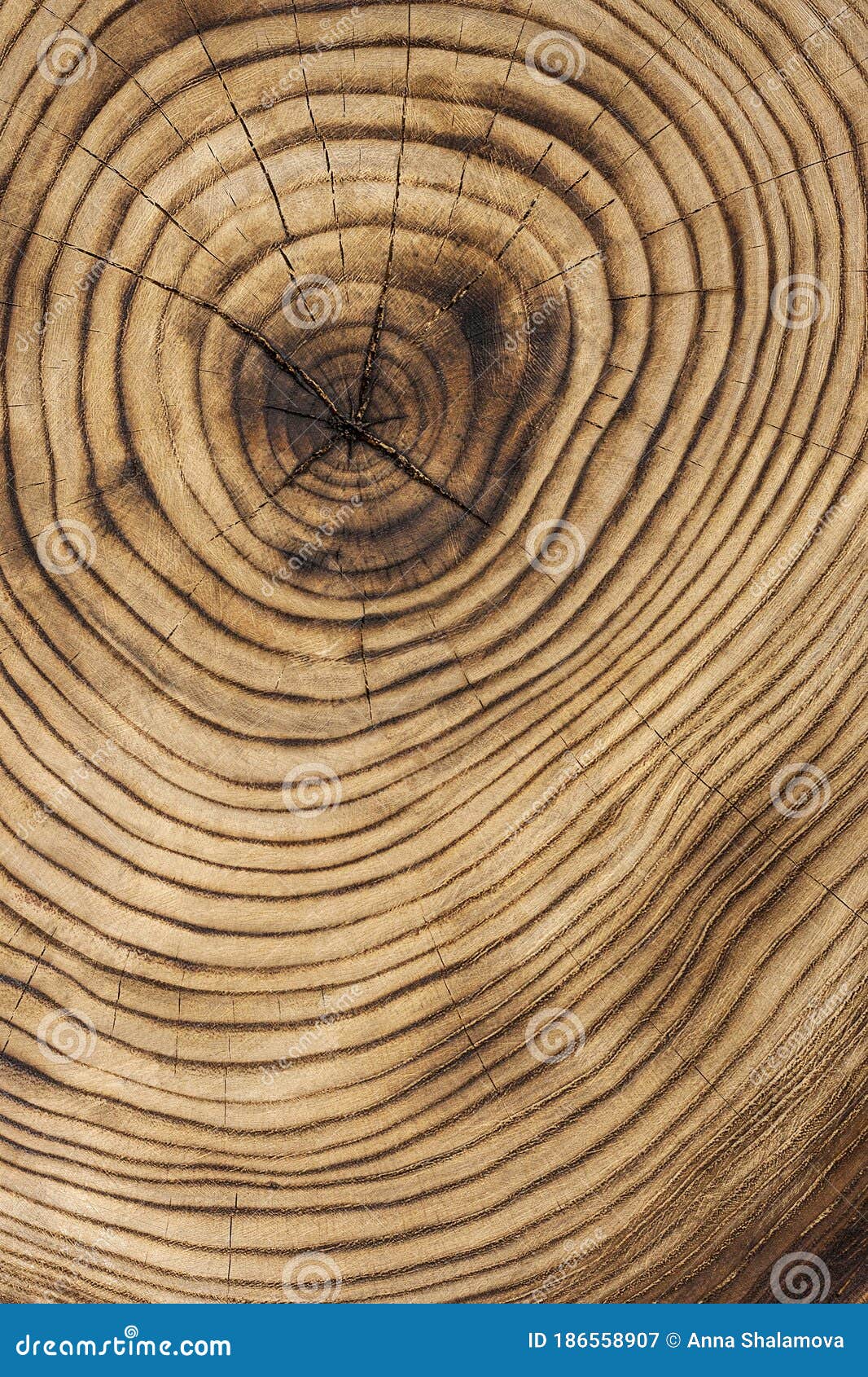 Wood Texture from Cut Tree Trunk, Closeup. Cross Section of a Tree ...