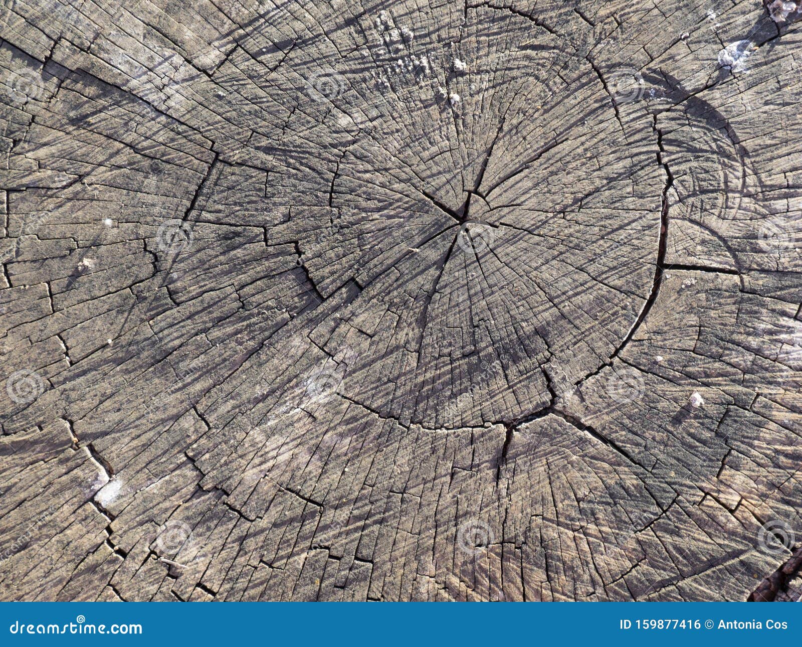Wood Texture, Cut Tree Trunk Stock Photo - Image of forest, environment ...