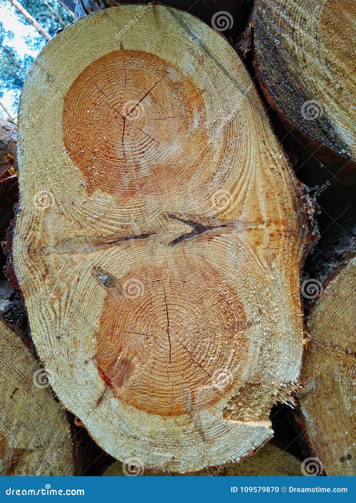 Wood Texture of Cut Tree Trunk. Stock Photo - Image of trunk, life ...