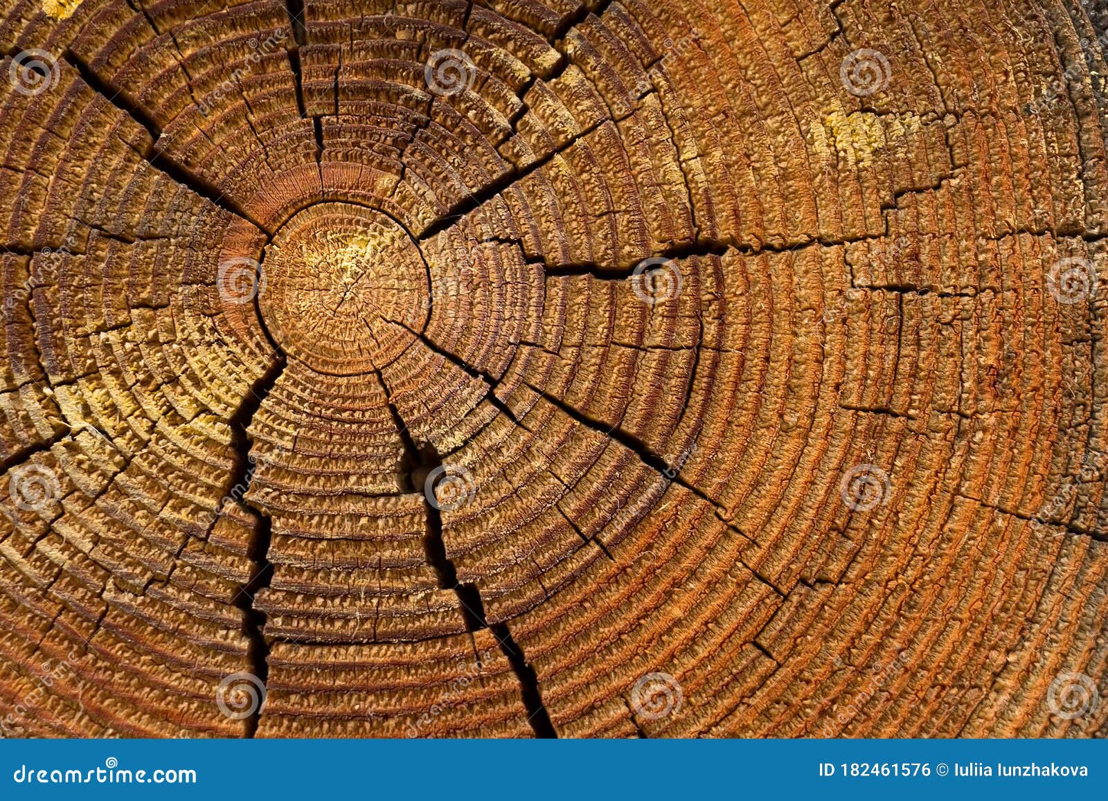 Wood Texture of Cutted Larch Tree Trunk Stock Photo - Image of aging ...