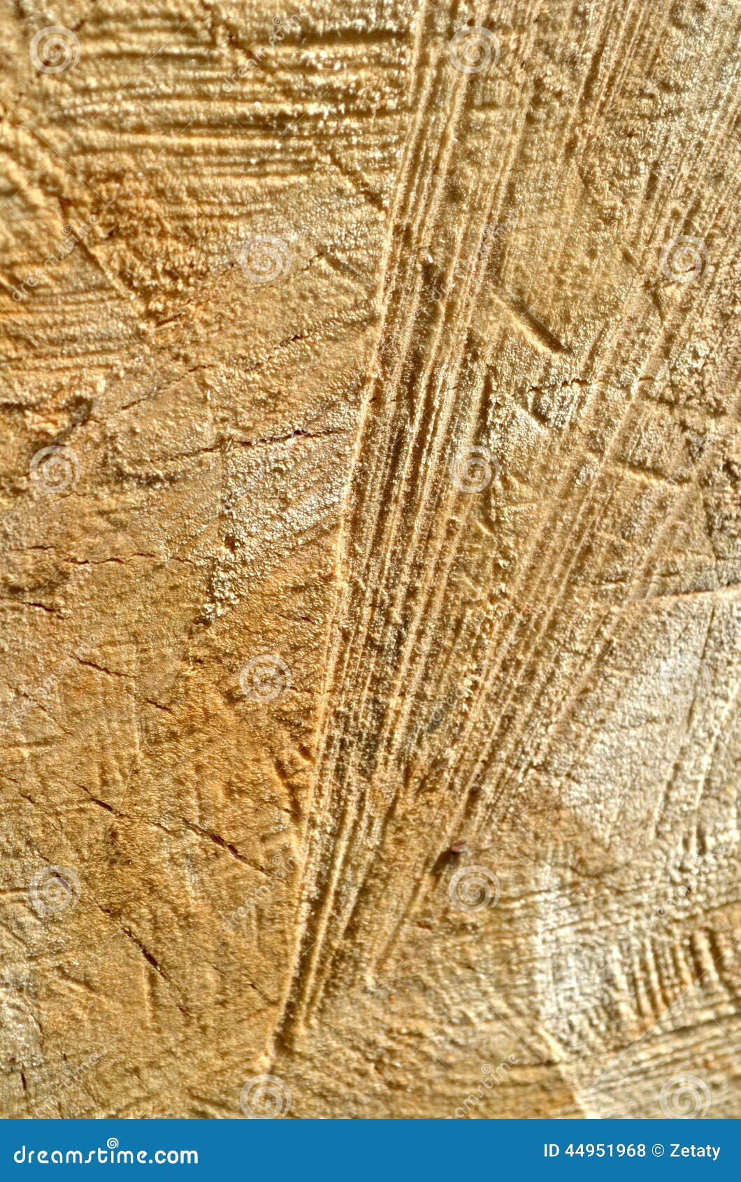 Wood Texture of Cutted Tree Stock Photo - Image of material, fresh ...