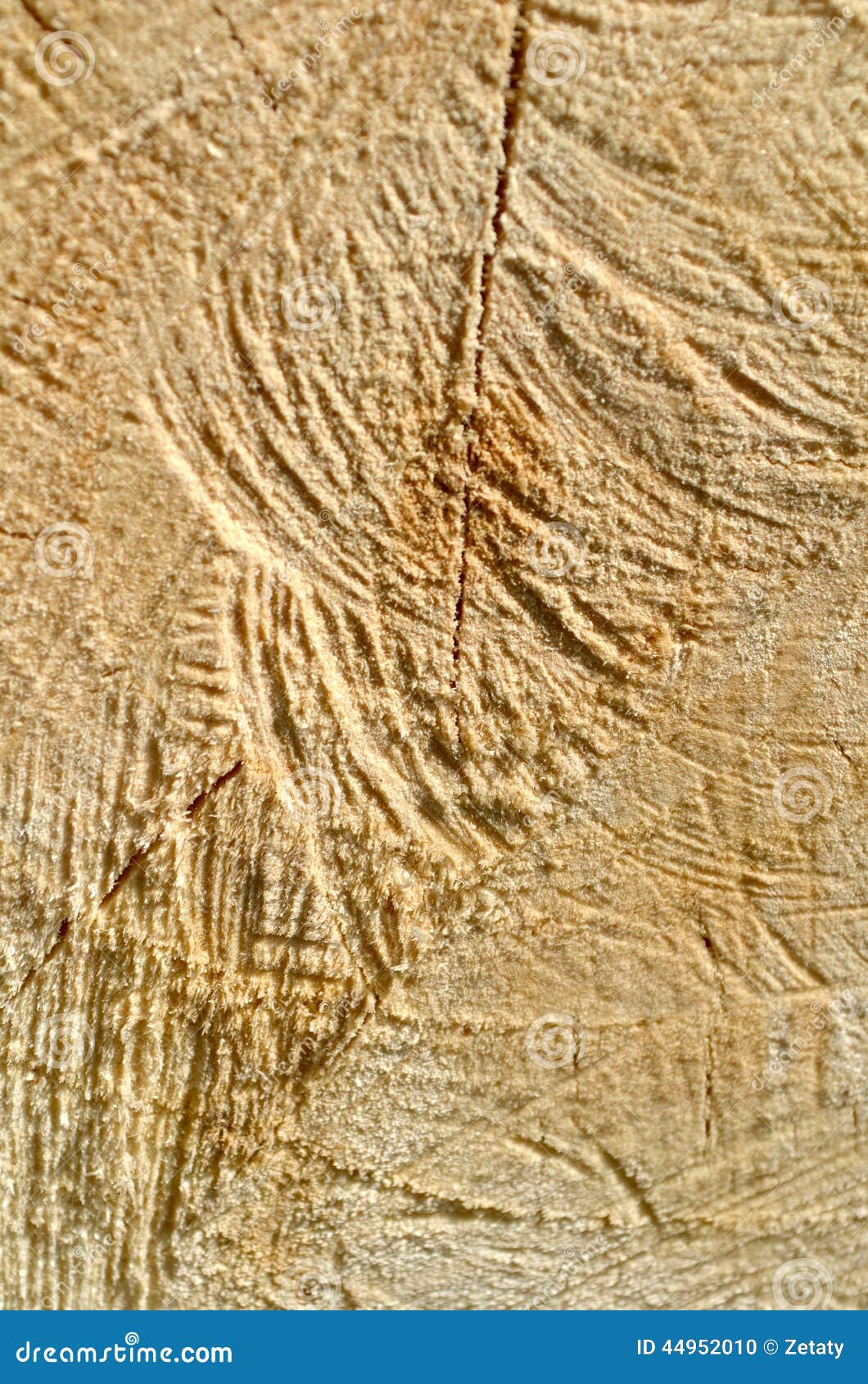 Wood Texture of Cutted Tree Stock Photo - Image of growth, forestry ...