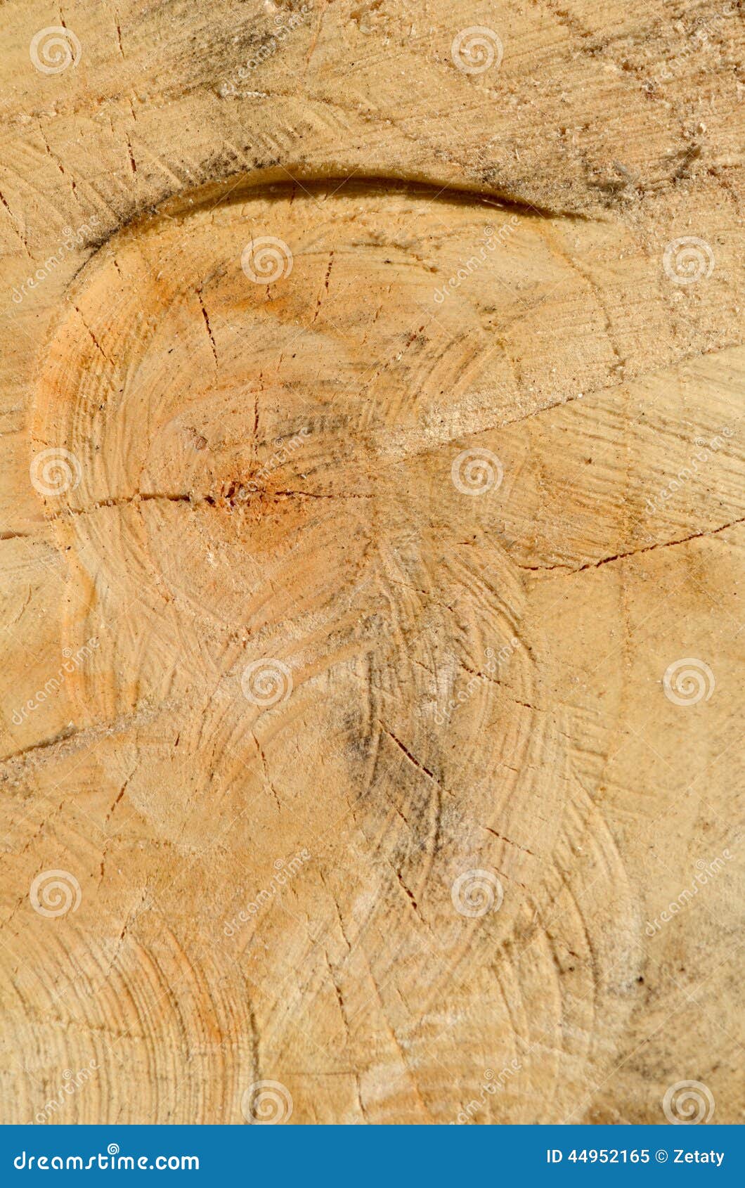 Wood Texture of Cutted Tree Stock Image - Image of abstract, closeup ...