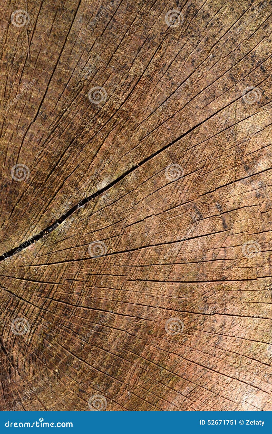 Wood Texture of Cutted Tree Stock Image - Image of line, pattern: 52671751