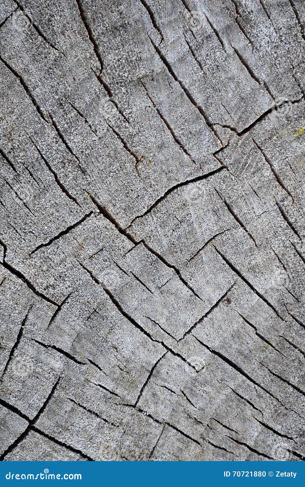 Wood Texture of Cutted Tree Stock Photo - Image of detail, pattern ...