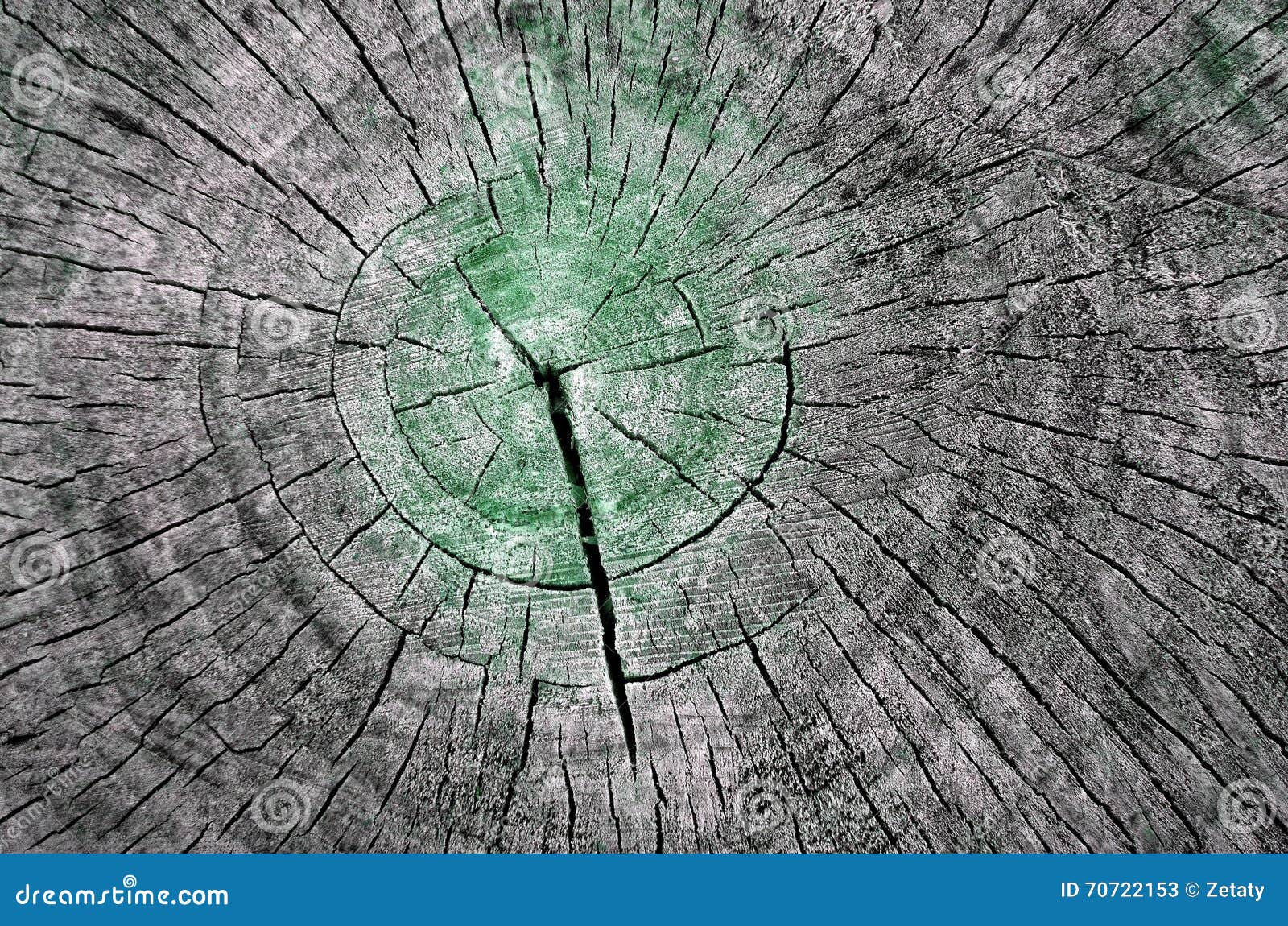 Wood Texture of Cutted Tree Stock Image - Image of forestry, circular ...