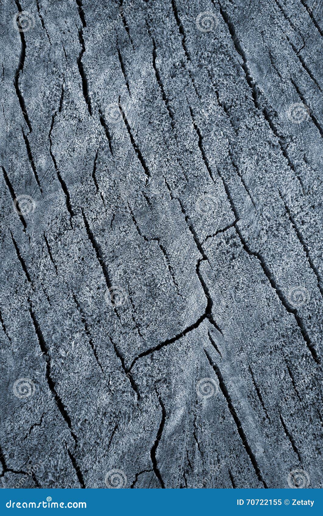 Wood Texture of Cutted Tree Stock Image - Image of pattern, history ...