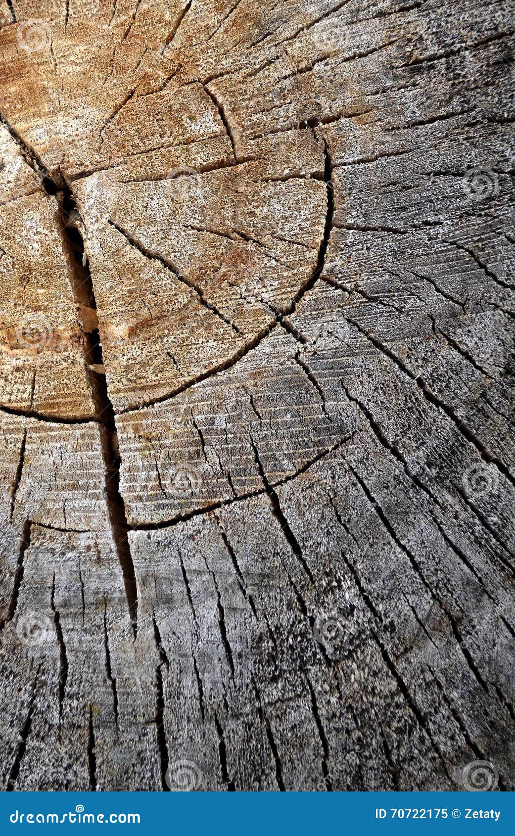 Wood Texture of Cutted Tree Stock Image - Image of pattern, macro: 70722175