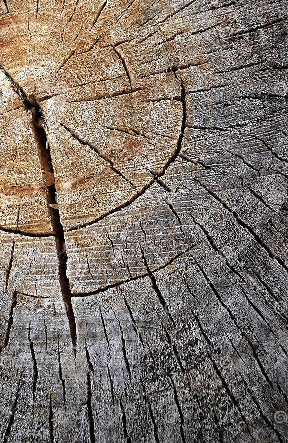 Wood Texture of Cutted Tree Stock Image - Image of pattern, macro: 70722175