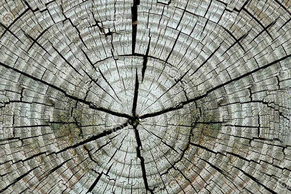 Wood Texture stock image. Image of grain, object, background - 32100809