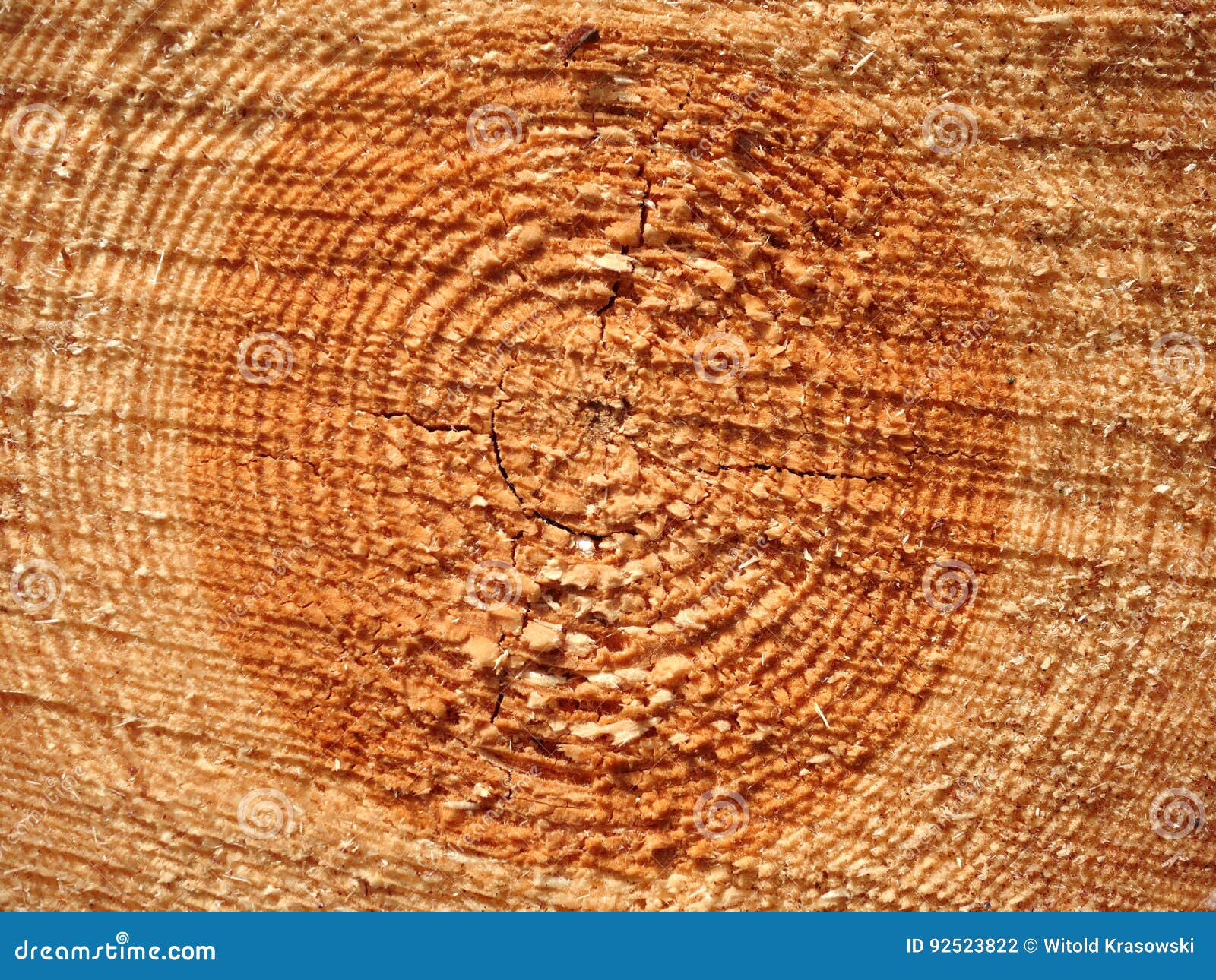Wood Texture of Cutted Tree Trun Stock Photo - Image of slice, macro ...