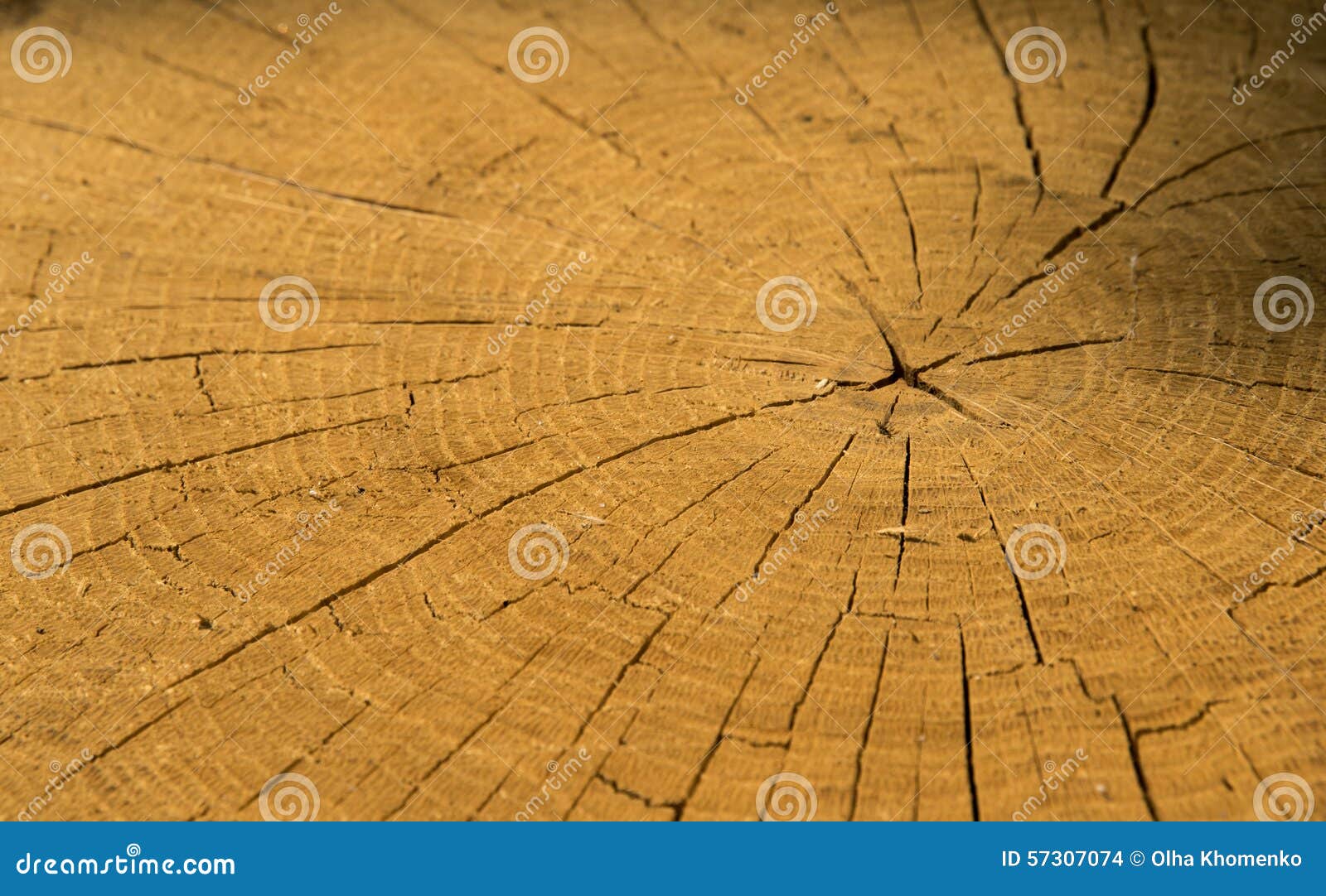 Wood Texture of Cutted Tree Stock Photo - Image of firewood, cross ...