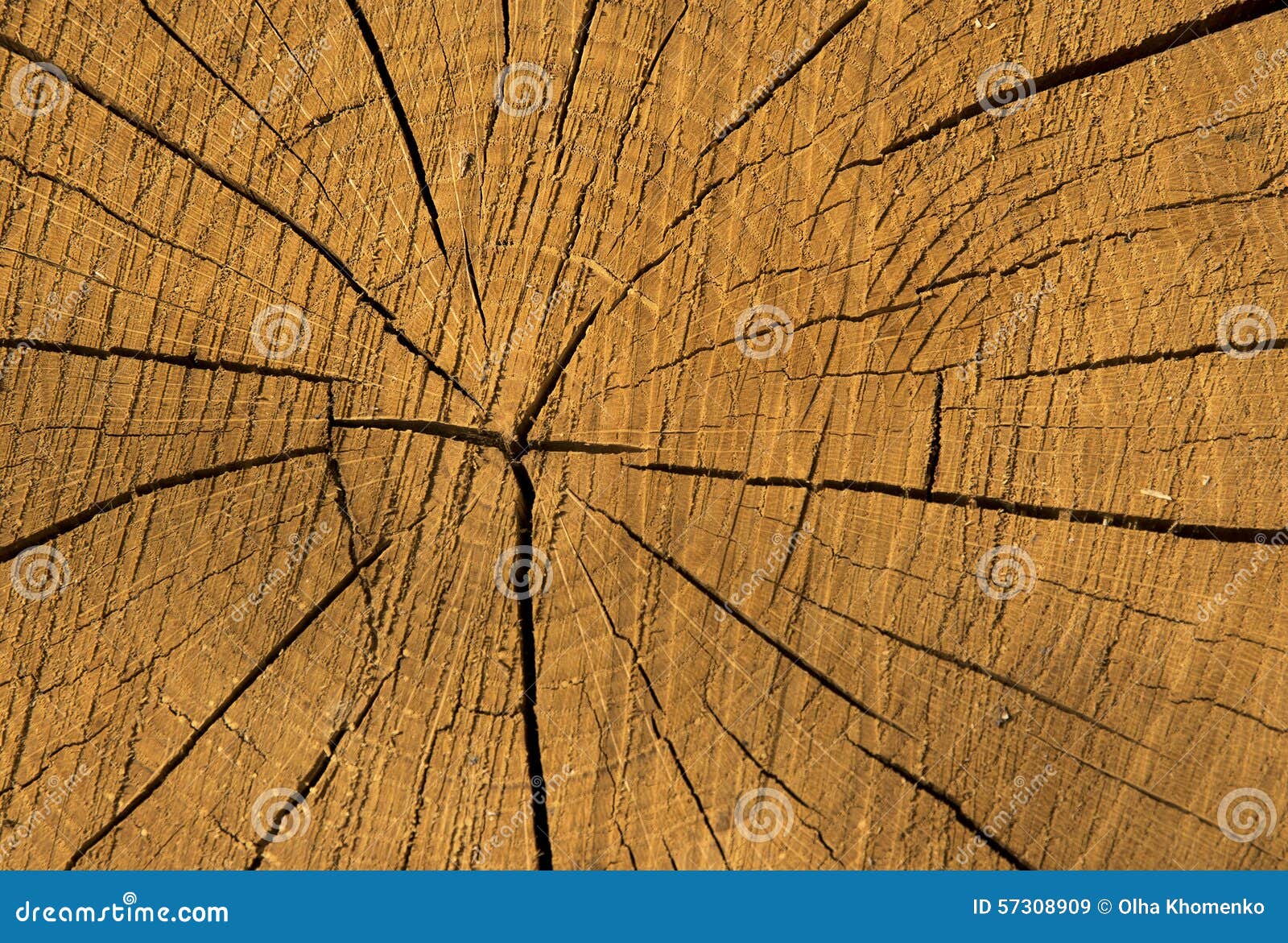 Wood Texture of Cutted Tree Stock Image - Image of bark, forestry: 57308909