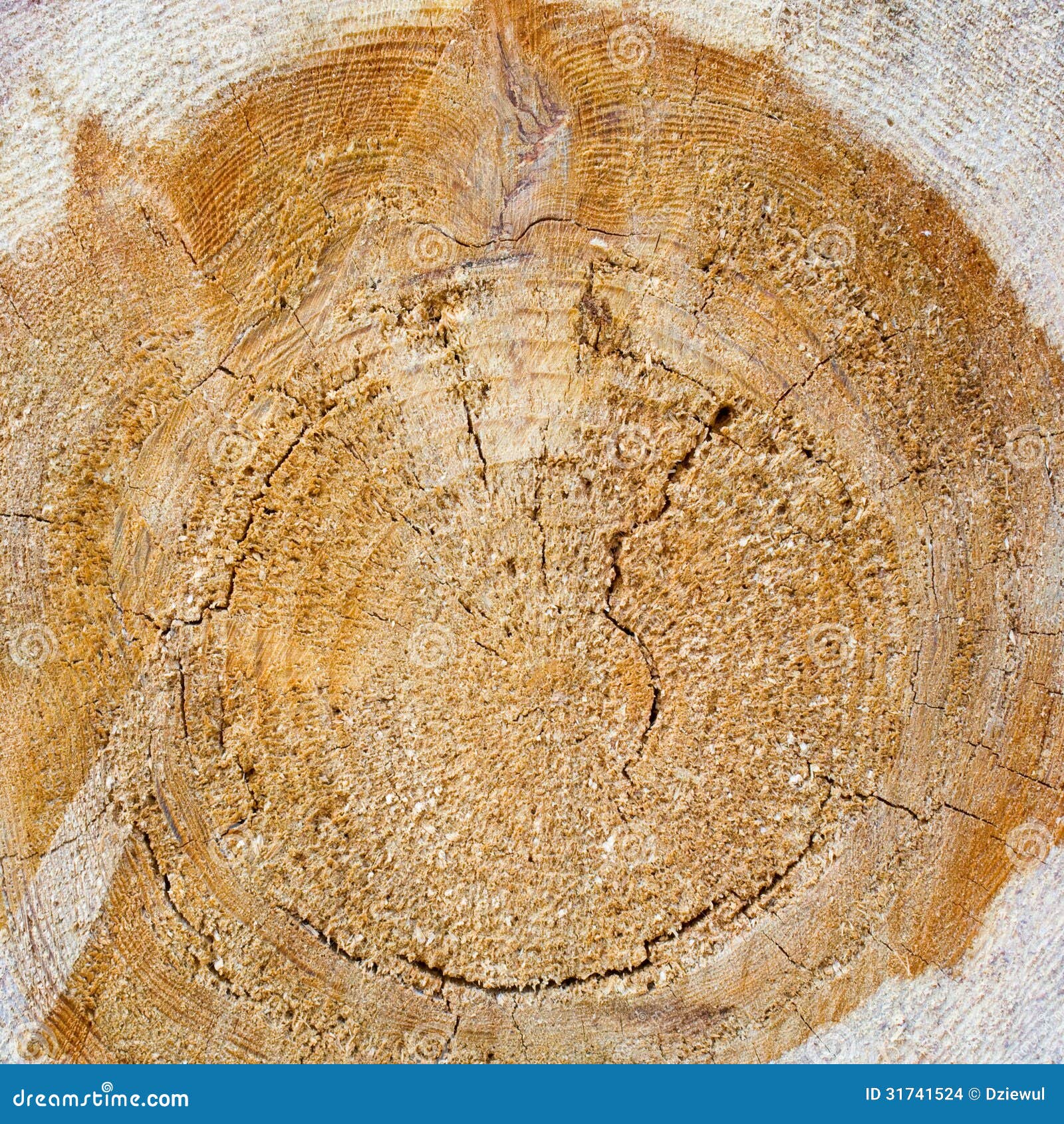 Wood Texture of Cutted Tree Trunk Stock Photo - Image of construction ...