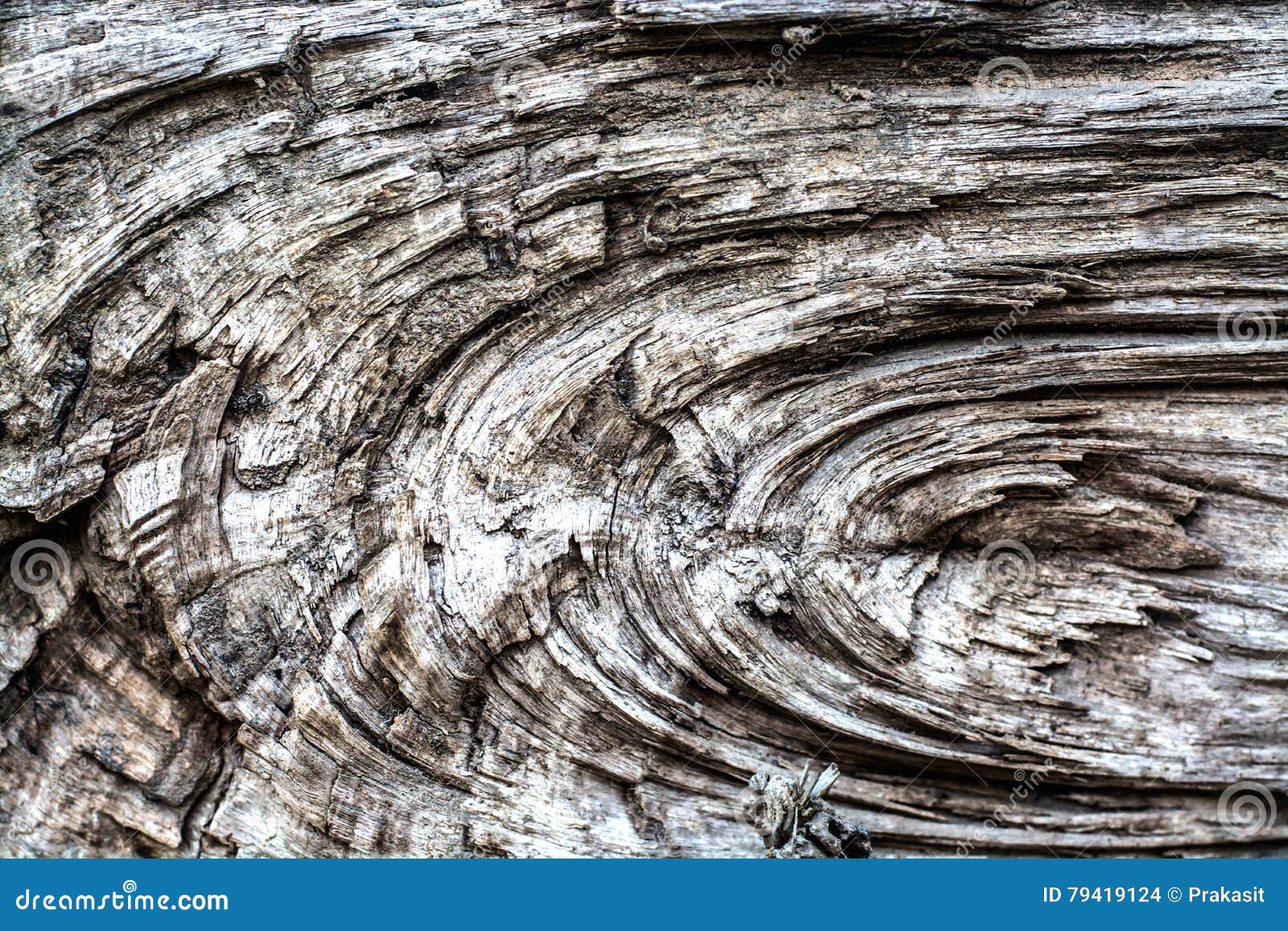 Wood Texture of Cutted Tree Trunk Stock Photo - Image of natural ...