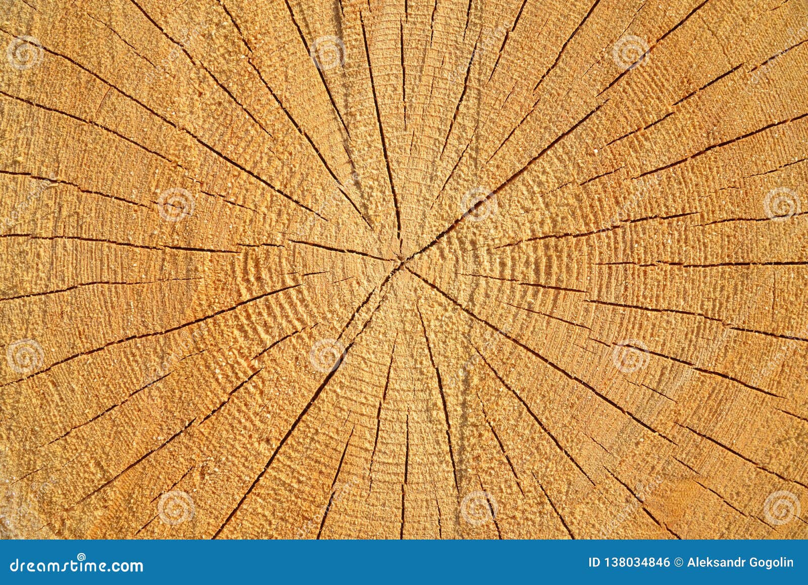 Wood Texture of Cutted Tree Trunk Stock Photo - Image of natural, close ...