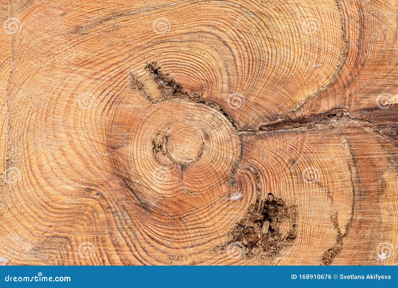 Wood Texture of Cutted Tree Trunk Stock Photo - Image of ring, nature ...