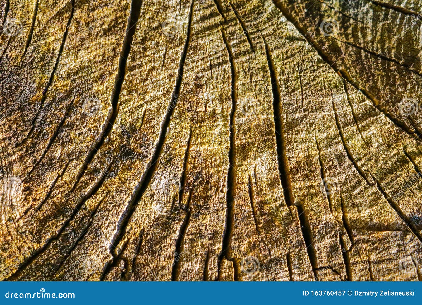 Wood Texture of Cutted Tree Trunk, Close-up Stock Image - Image of ...