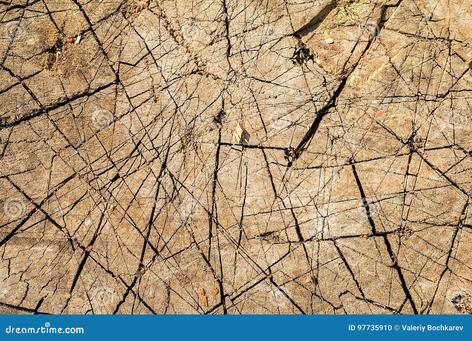 Wood Texture of Cutted Tree Trunk, Closeup Stock Photo - Image of life ...