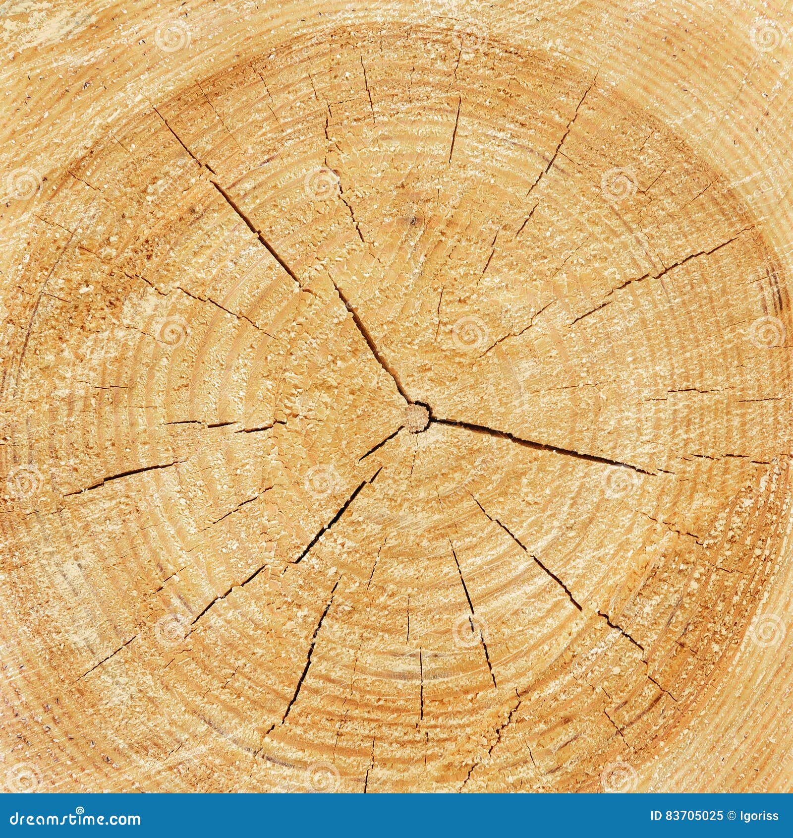 Wood Texture of Cutted Tree Trunk Stock Image - Image of shape, cracked ...