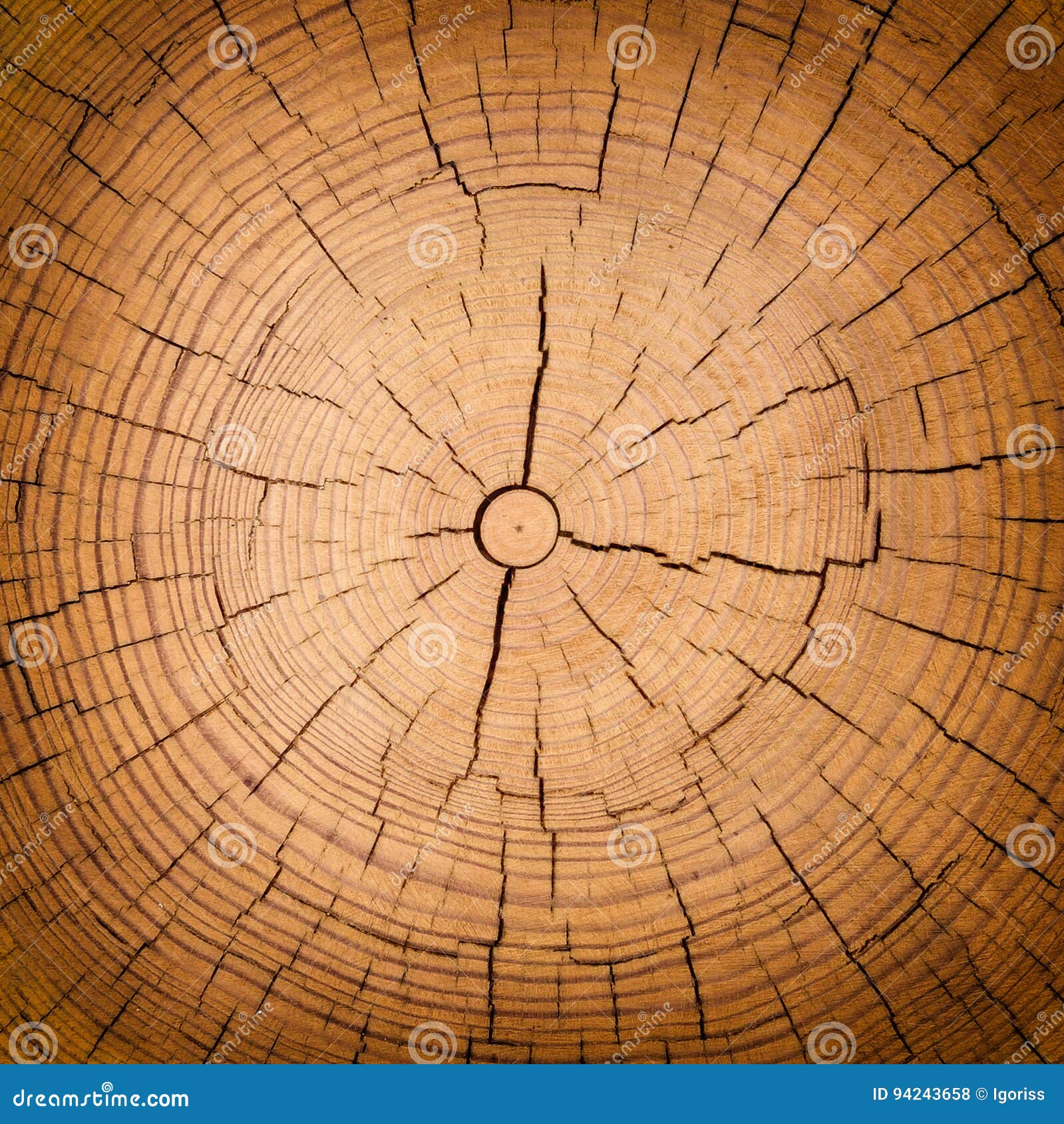 Wood Texture of Cutted Tree Trunk Stock Photo - Image of textured ...