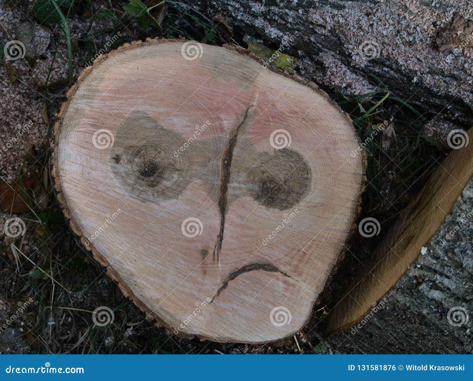 Wood Texture of Cutted Tree Trunk Stock Photo - Image of closeup, shape ...