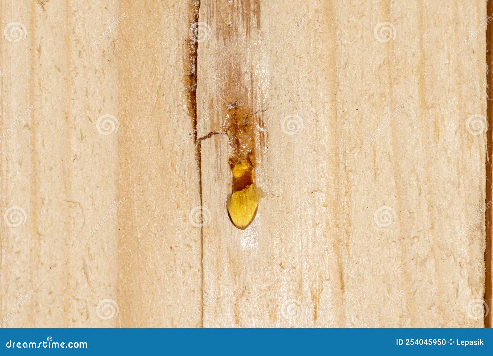 Wood Texture, a Drop of Wood Resin from a Freshly Sawn Board, Close-up ...