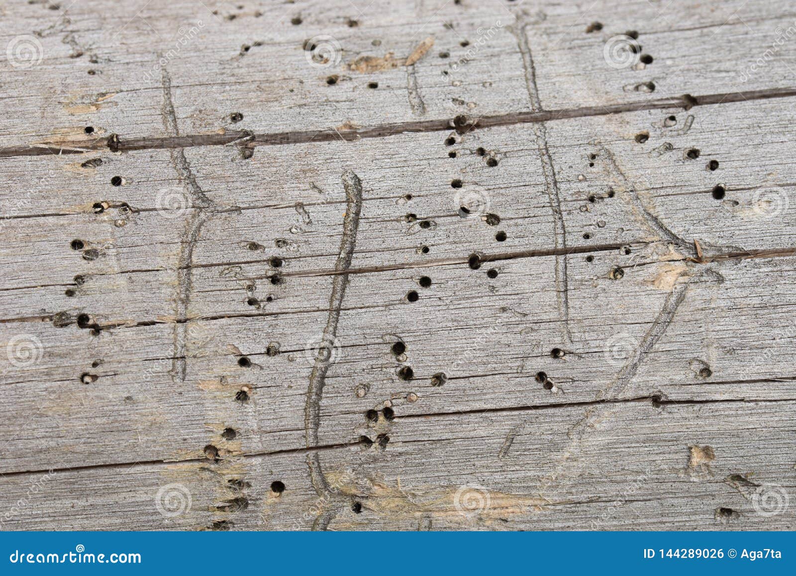 Wood Texture Eaten by Bark Beetle, Borer Stock Photo - Image of holes ...