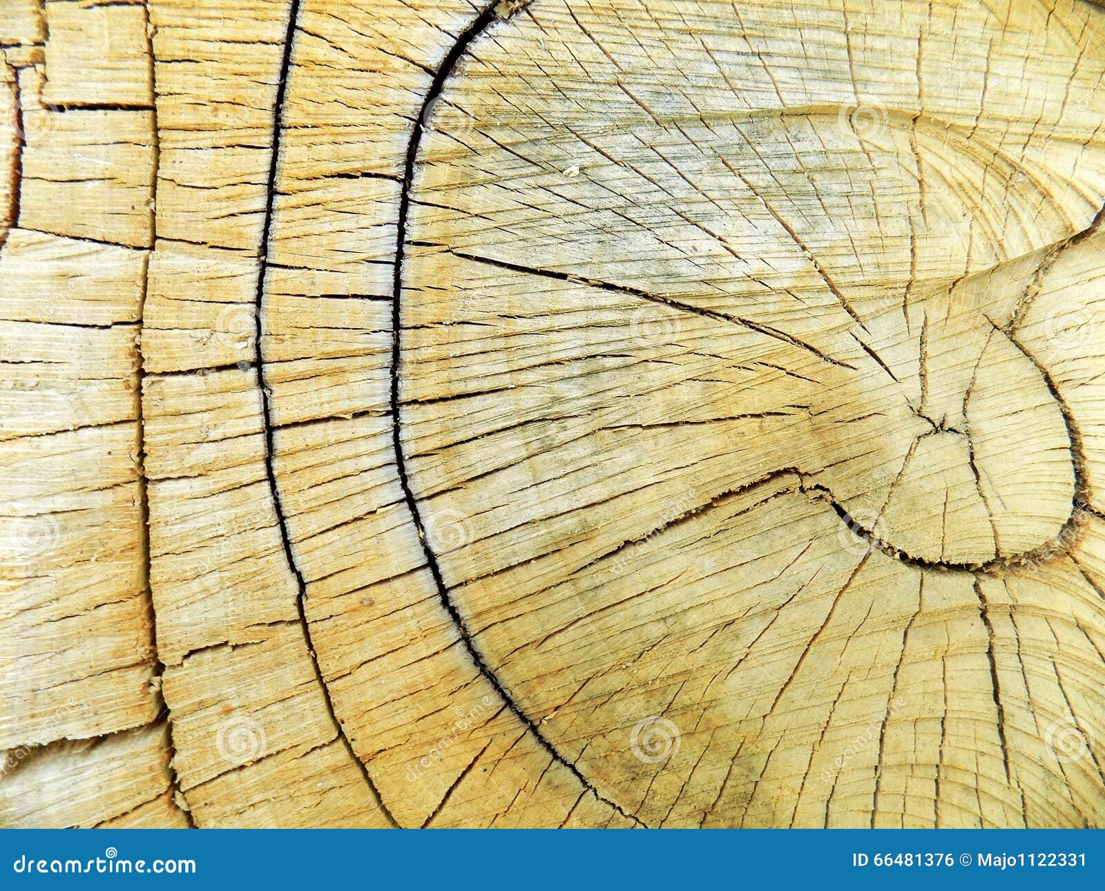 Wood stock photo. Image of organic, forest, texture, flora - 66481376