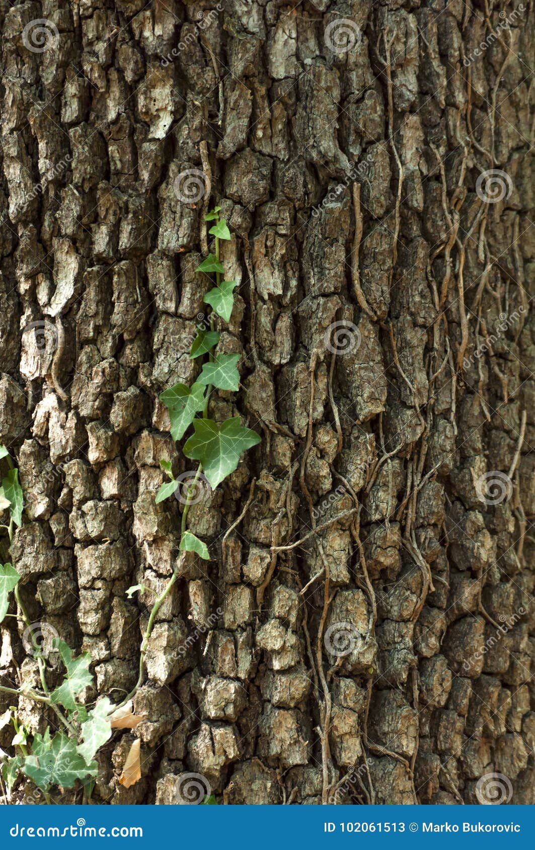 Wood Texture Forest Pattern Macro Wood Stock Image - Image of bark ...
