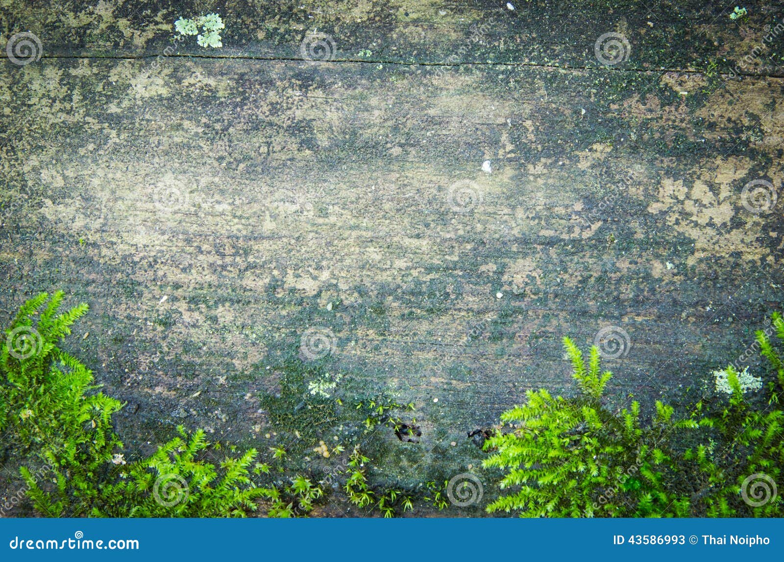 Wood Texture with Green Moss. Stock Image - Image of plank, fashioned ...