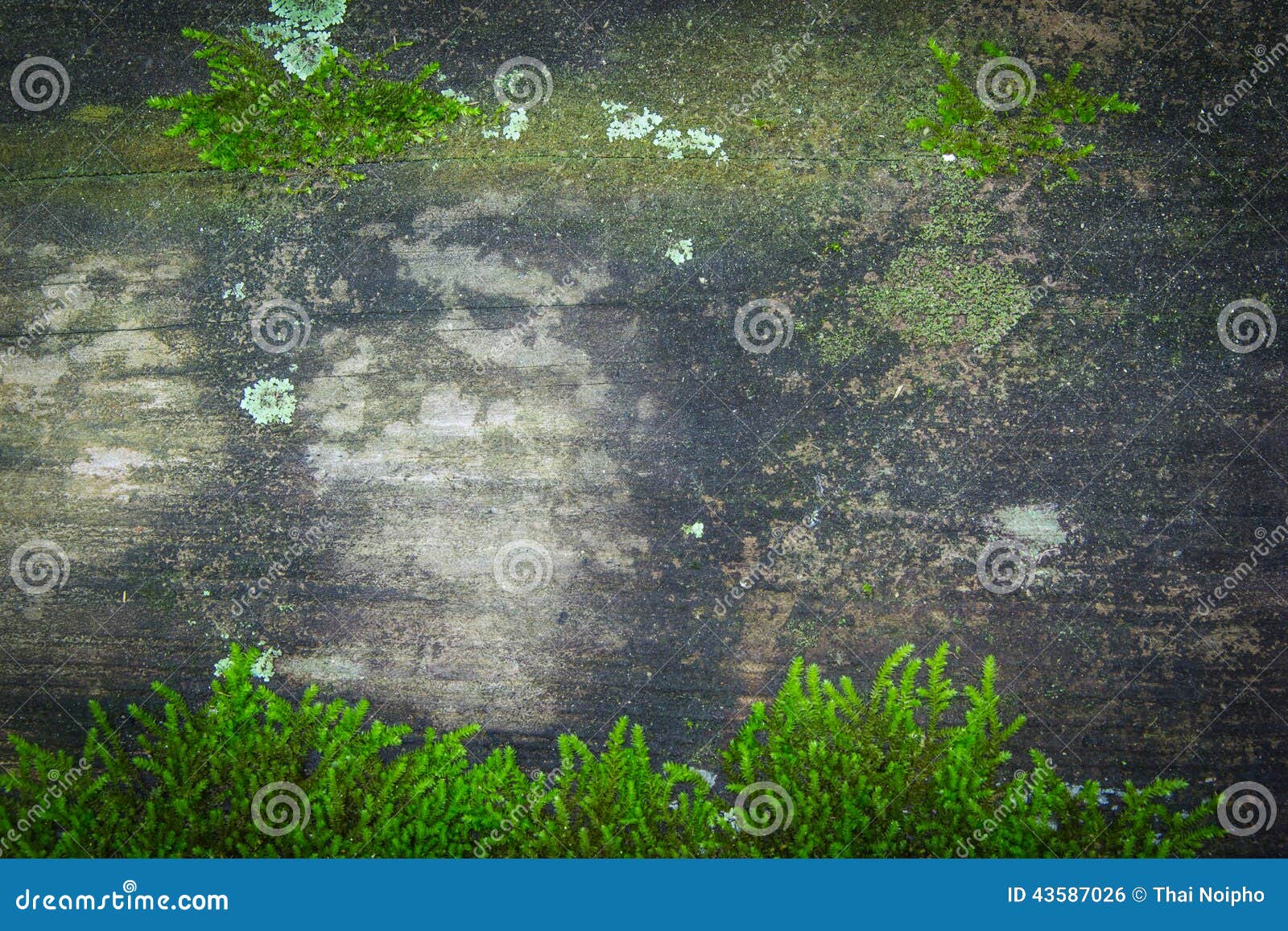 Wood Texture with Green Moss. Stock Photo - Image of pattern, fashioned ...