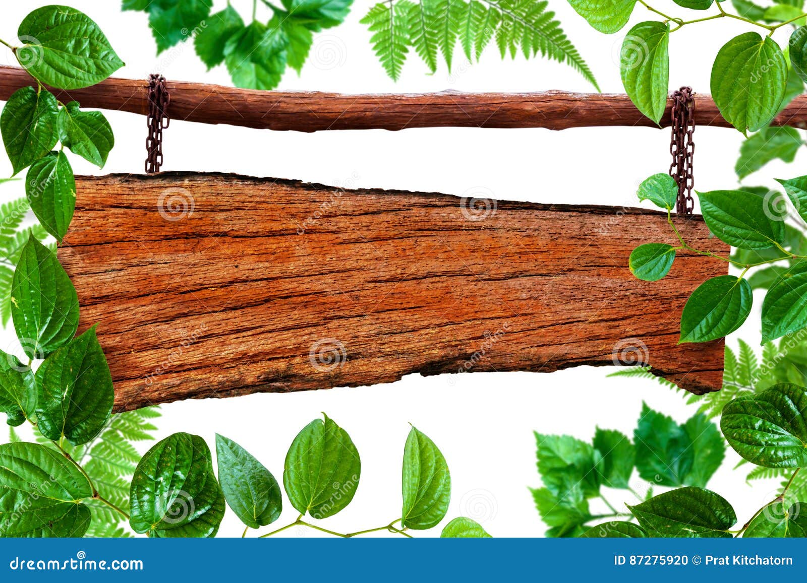 Wood Texture Green Trees and Leaf Greenery Isolate Stock Photo - Image ...