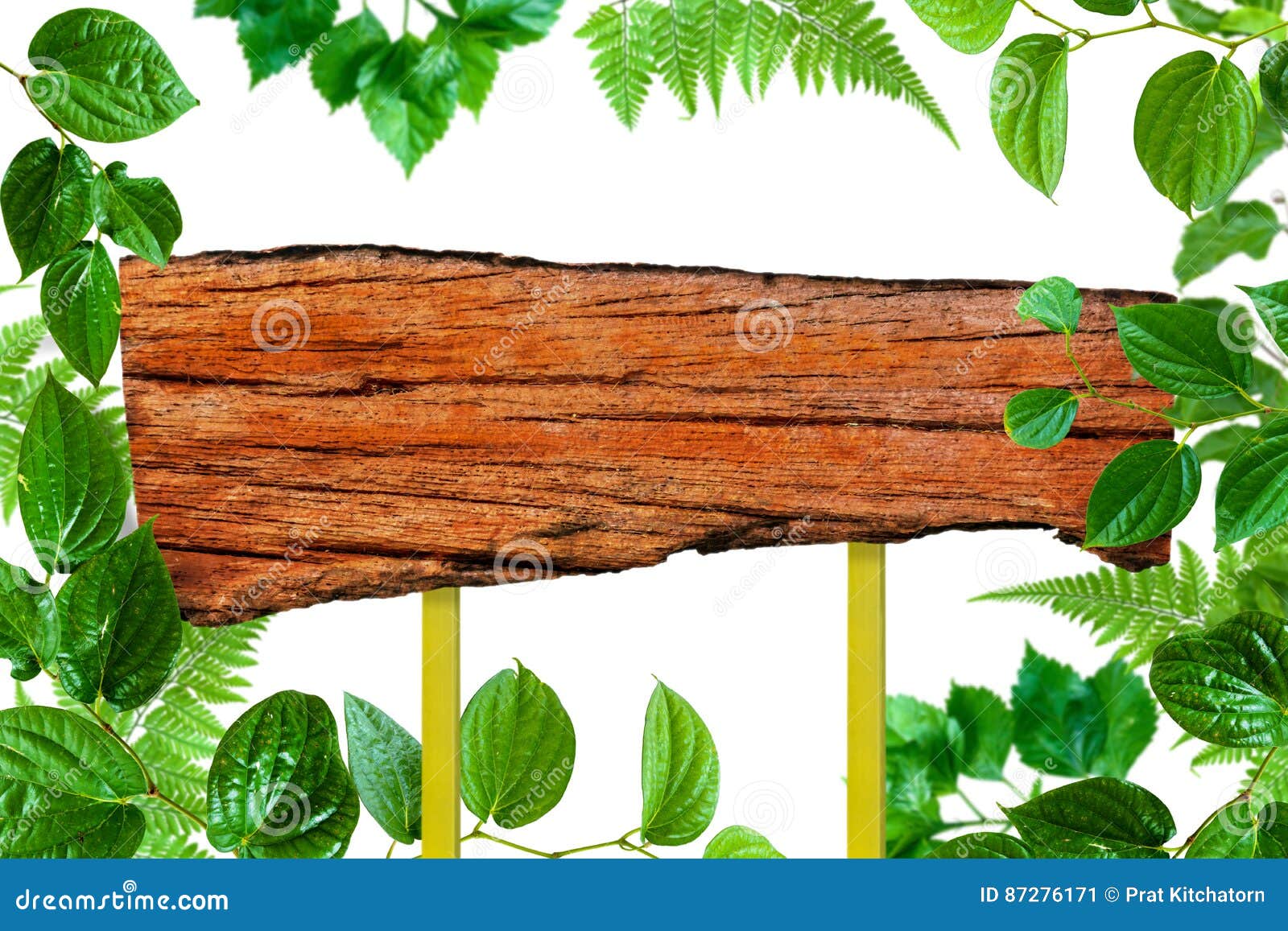 Wood Texture Green Trees and Leaf Greenery Isolate Stock Image - Image ...