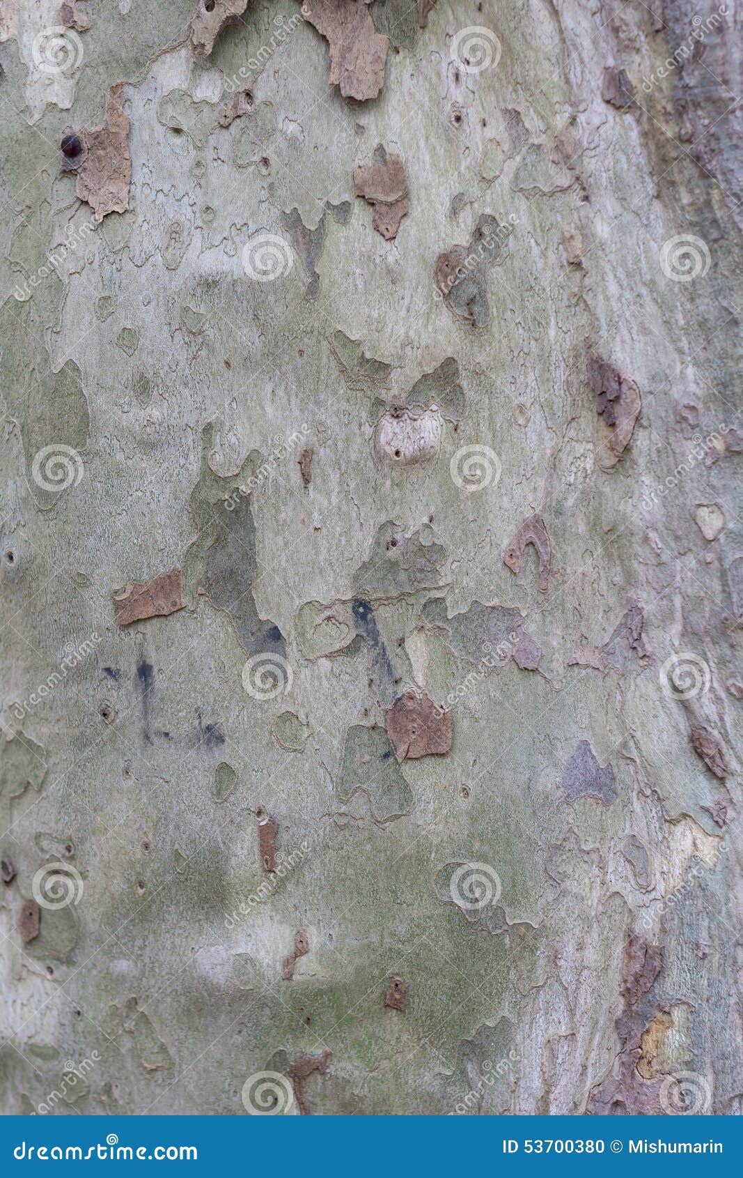 Wood texture stock photo. Image of macro, bark, nature - 53700380