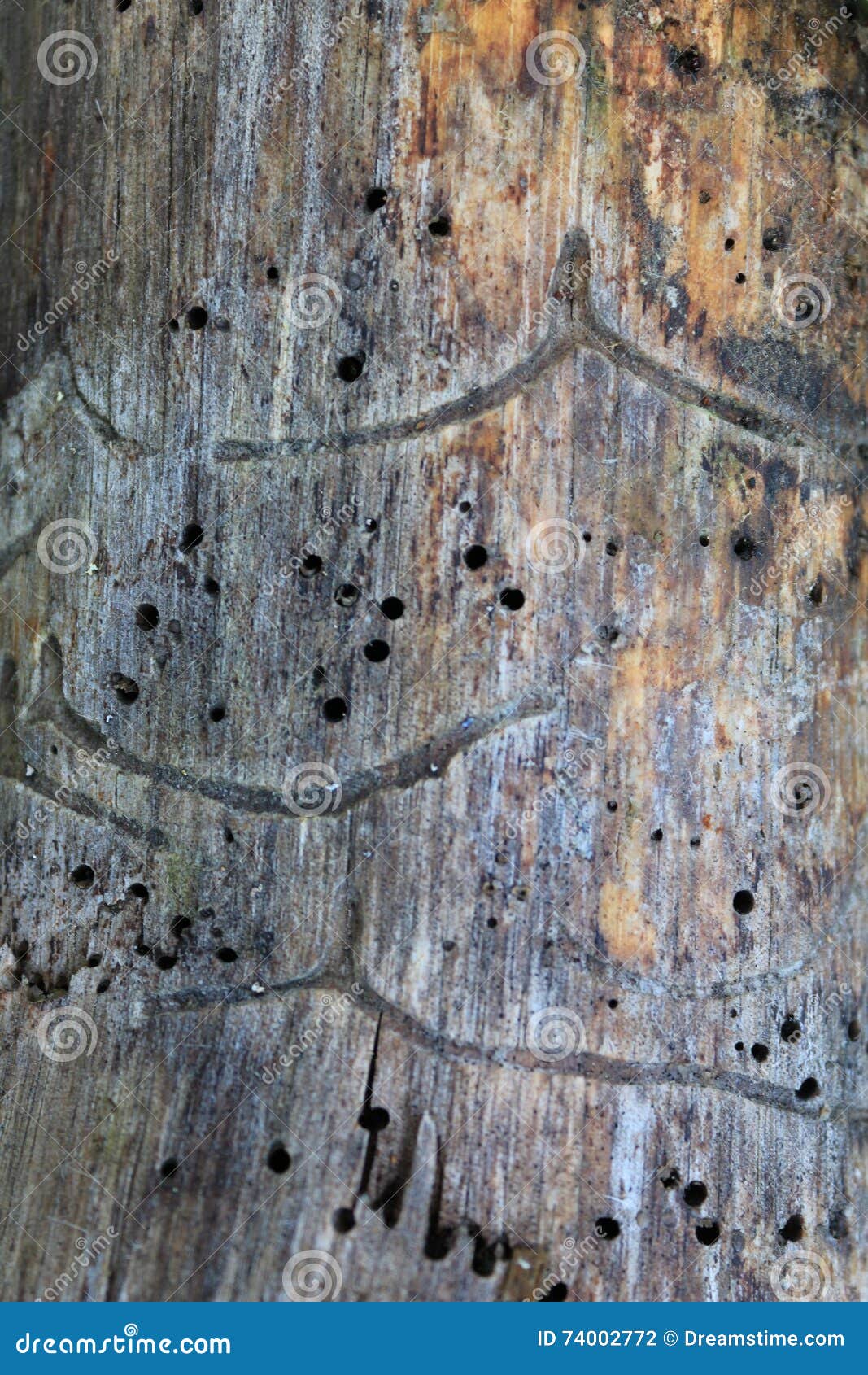 Wood texture stock photo. Image of insect, tree, background - 74002772