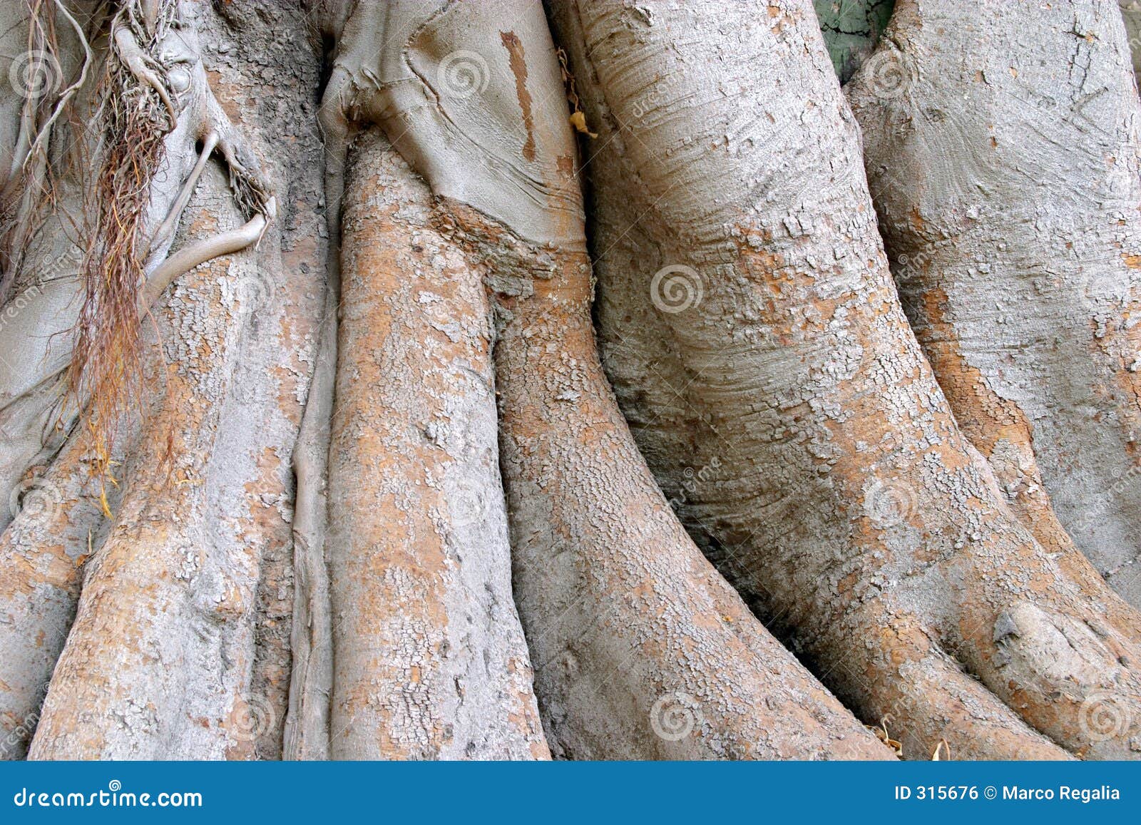 Wood Texture of the Intricate Trunk of an Old Centennial Giant Ficus ...