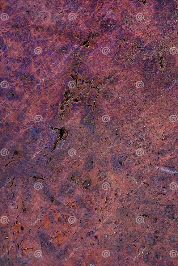 Wood Texture: Jarrah stock photo. Image of carpentry, jarrah - 2303776