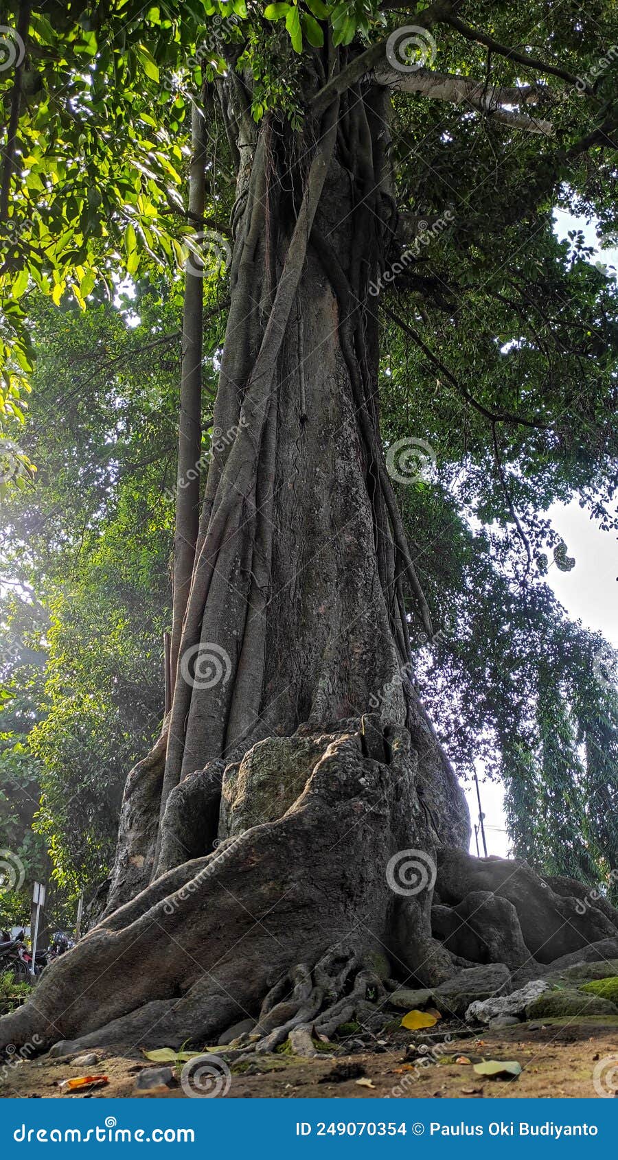 A living old ancient tree stock photo. Image of tree - 249070354
