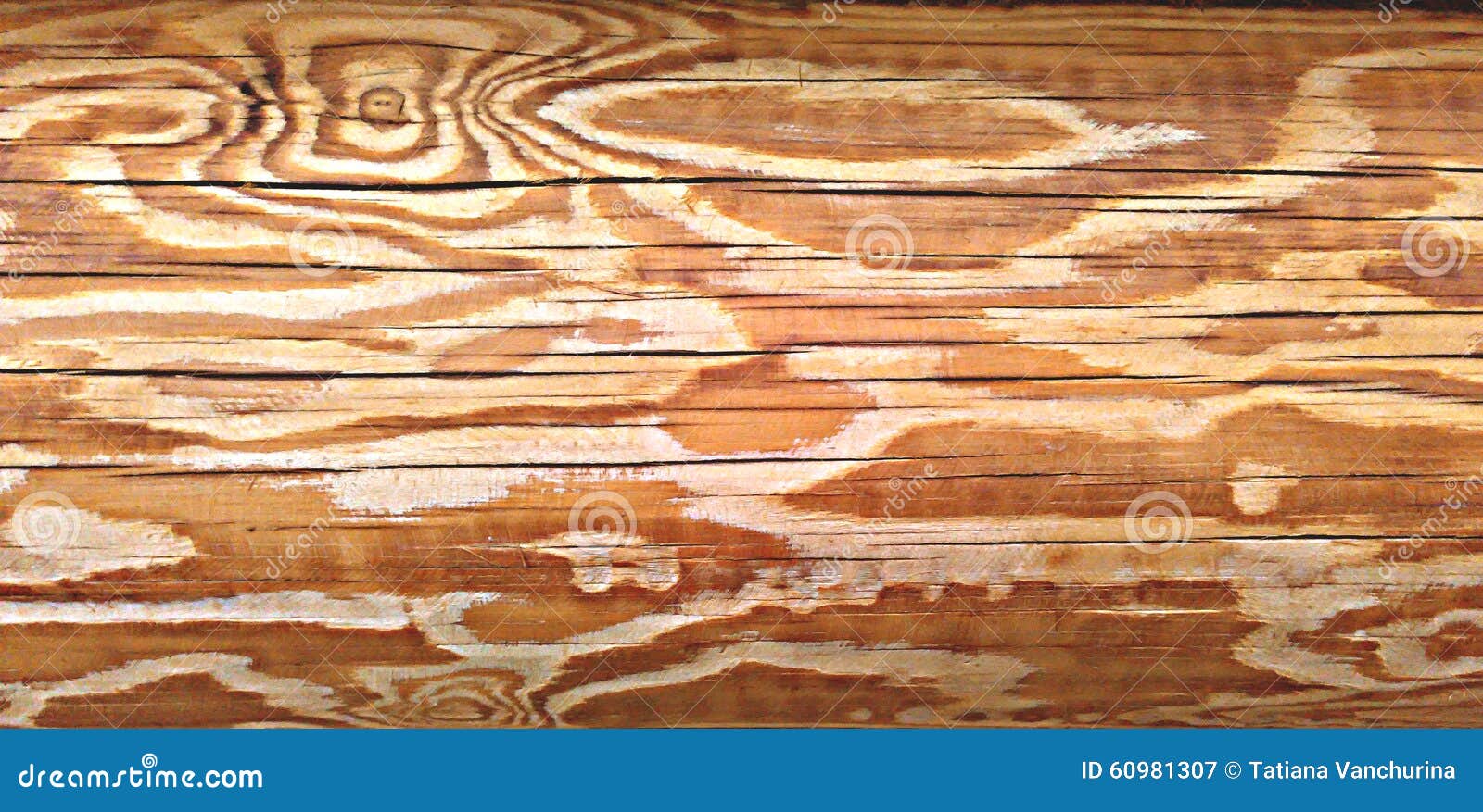 Wood Texture Log Light Colors Stock Image - Image of forest, pine: 60981307