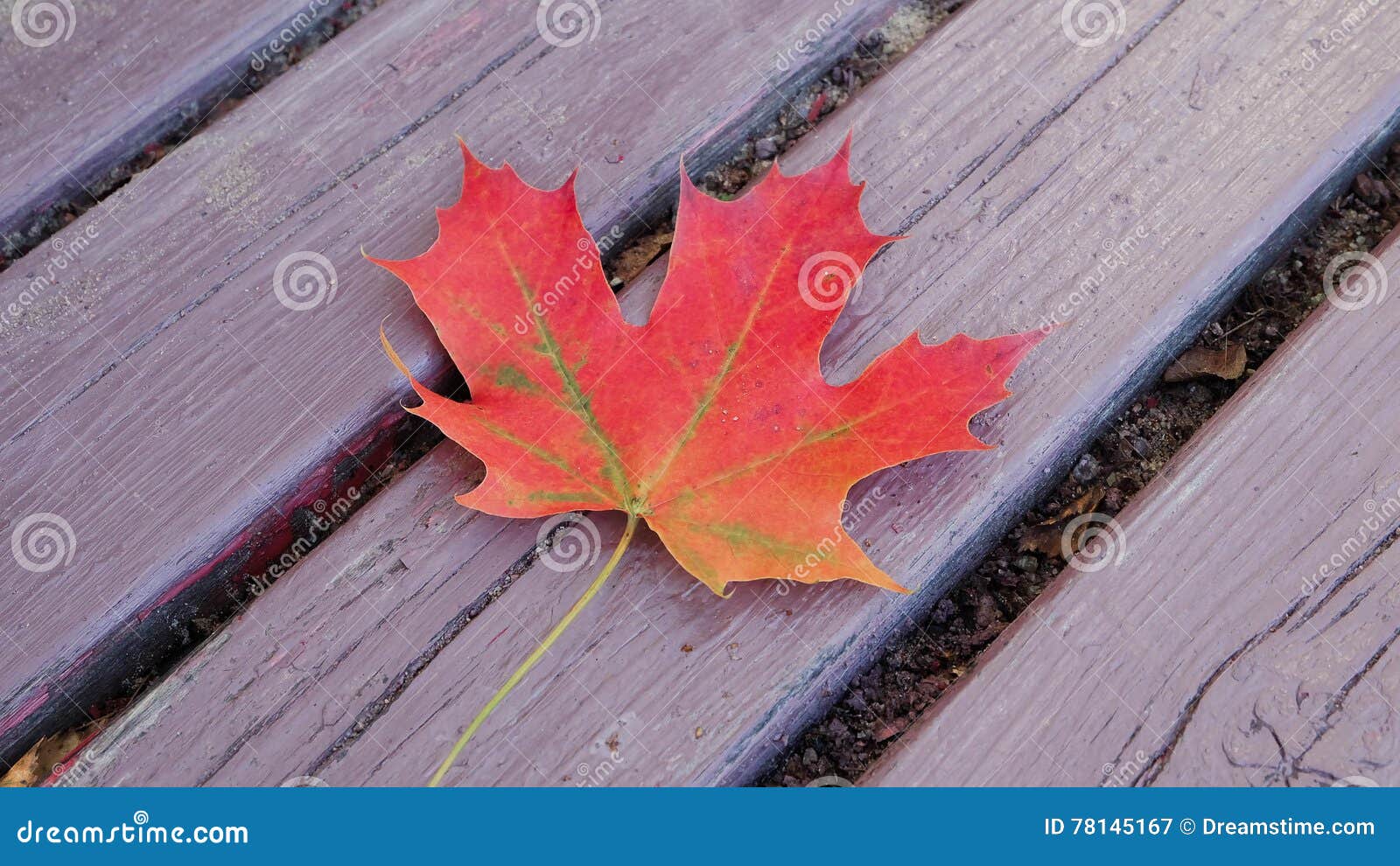 Wood Texture with Maple Leaf Stock Image - Image of veins, natural ...