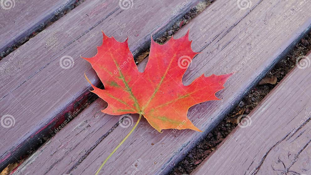 Wood Texture with Maple Leaf Stock Image - Image of veins, natural ...