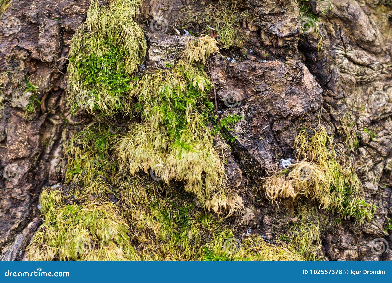 Wood texture with moss . stock photo. Image of natural - 102567378